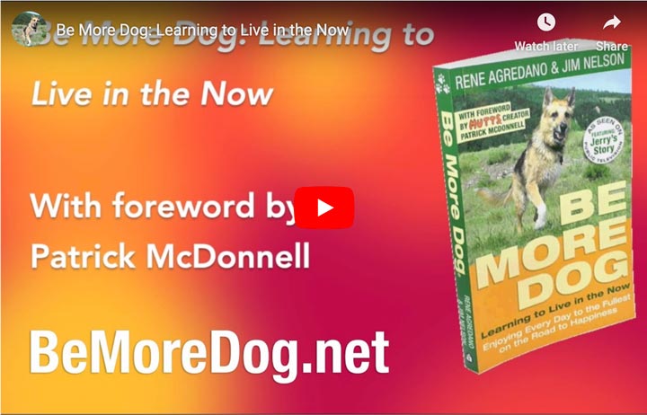 Be More Dog Promo Video Highlights Story of Amazing Three-legged Dog